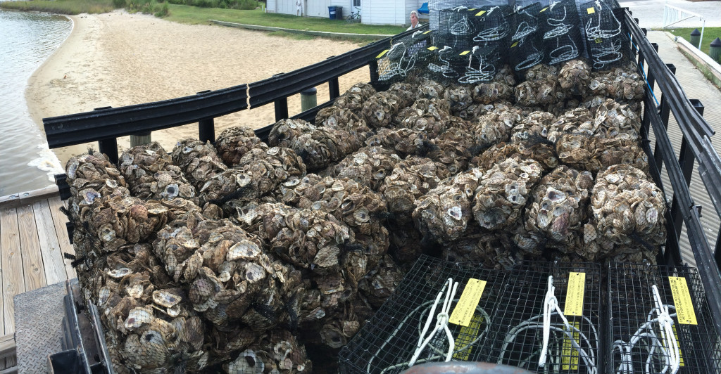 Oyster Recovery PartnershipMGO 1 - Oyster Recovery Partnership